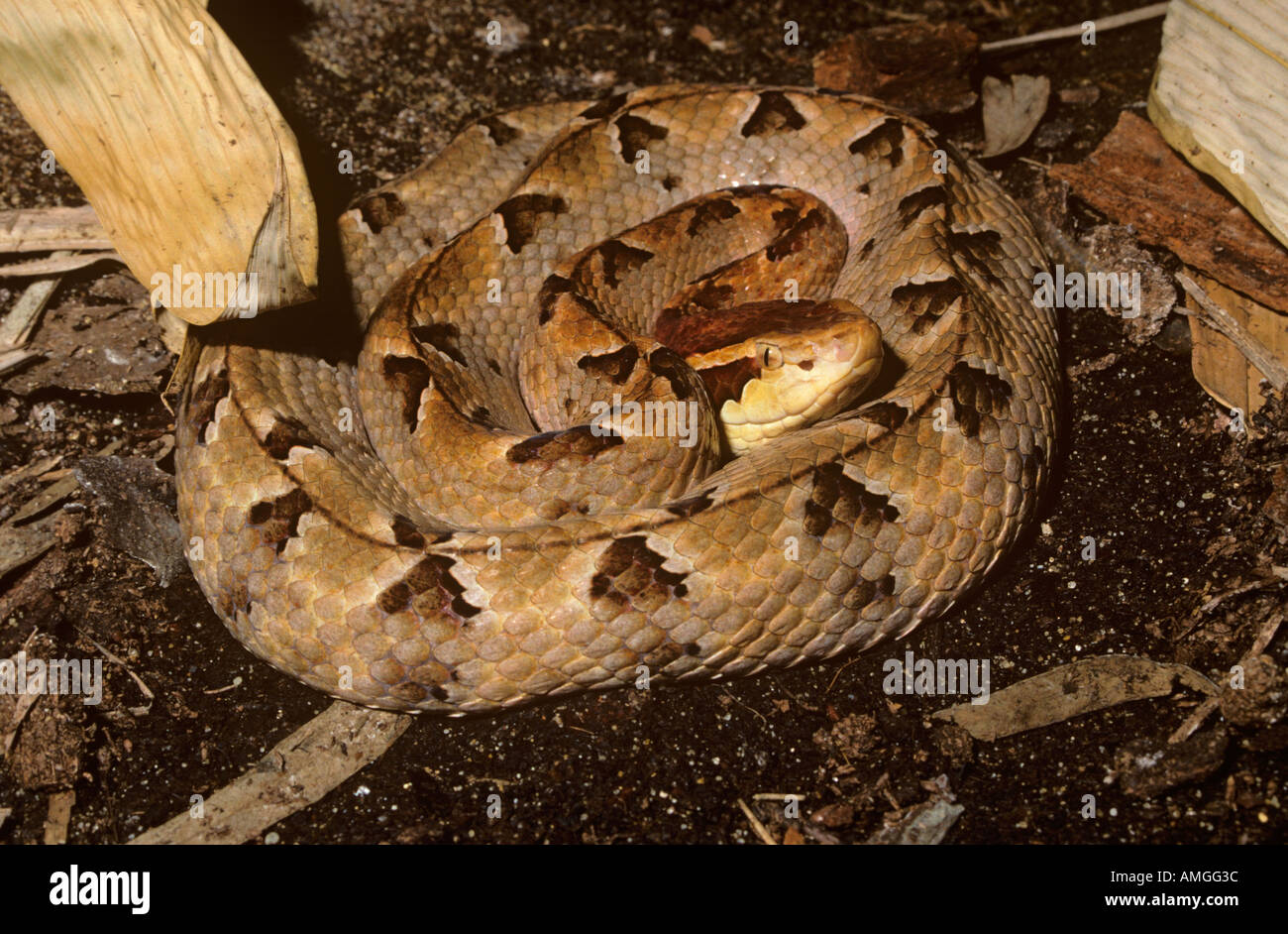 Malayan serpent hi-res stock photography and images - Alamy