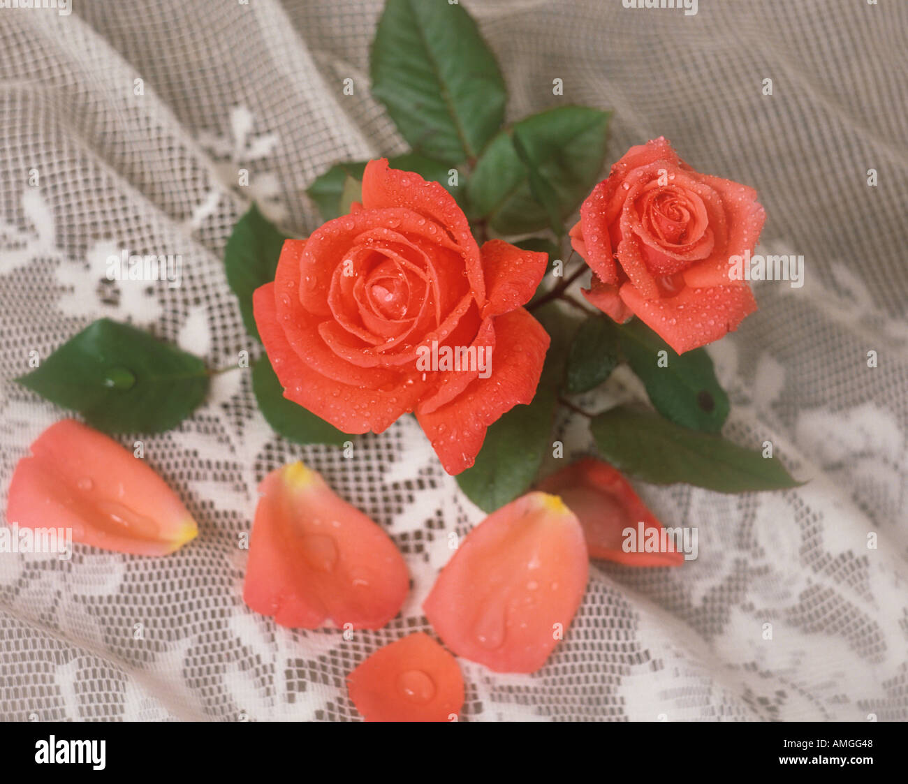 Pink Roses on Lace Stock Photo - Alamy