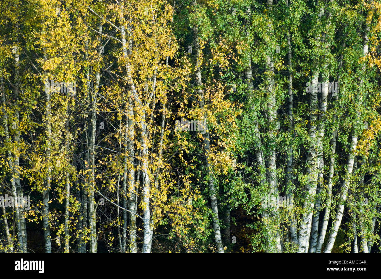 birch trees leaves autumn color Stock Photo - Alamy