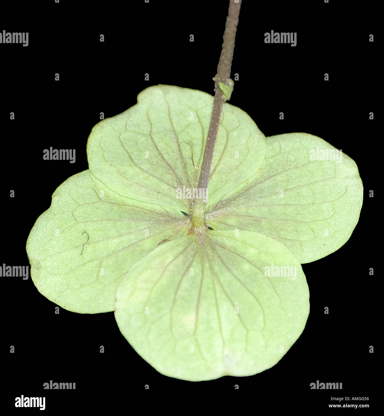 Insect flower plant hi-res stock photography and images - Alamy