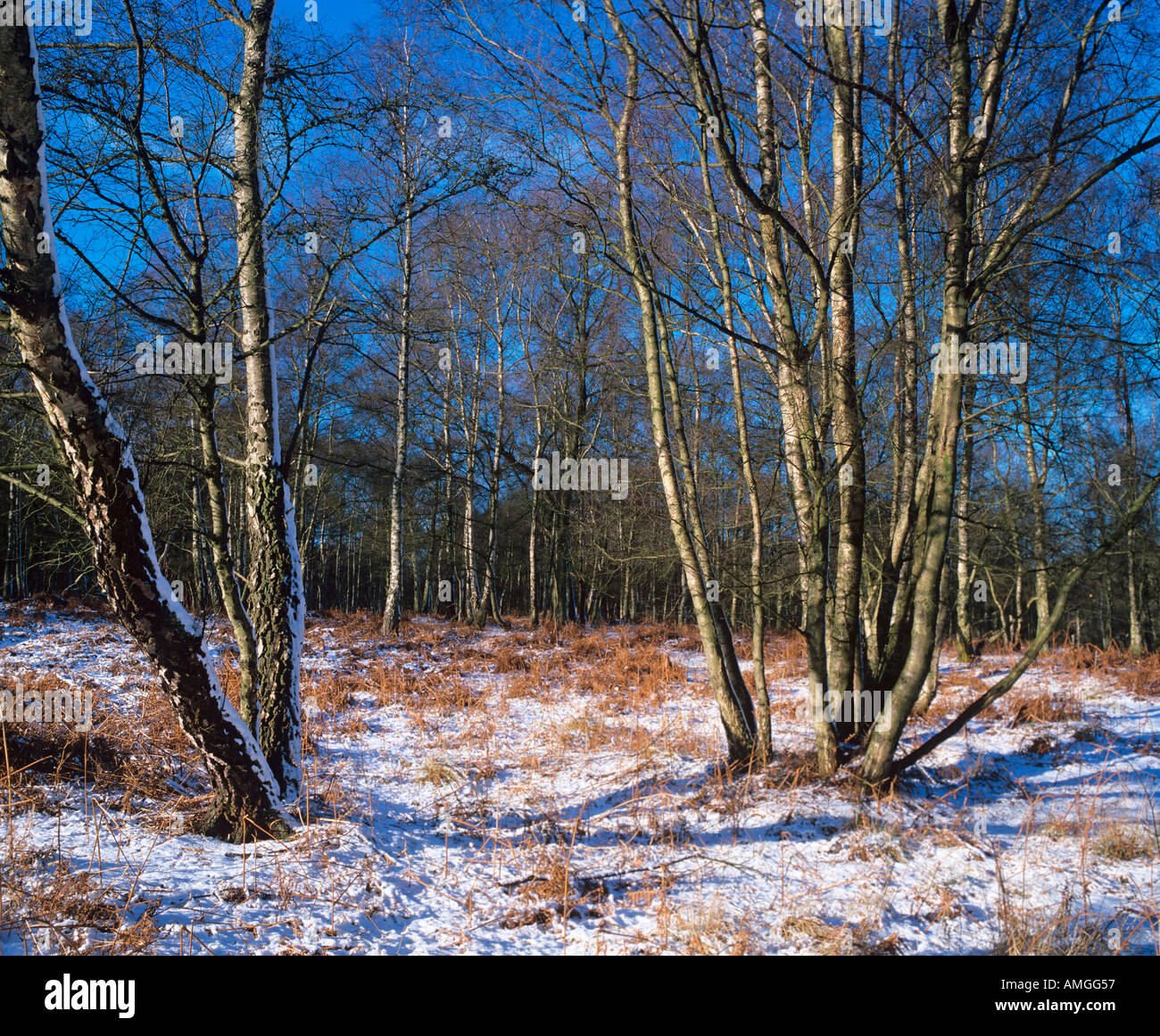 Silver Birches Betula pendula in Winter woodland Stock Photo - Alamy