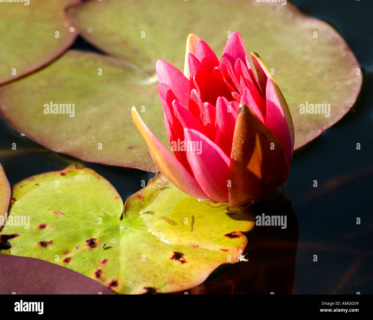 Red waterlilies hi-res stock photography and images - Alamy