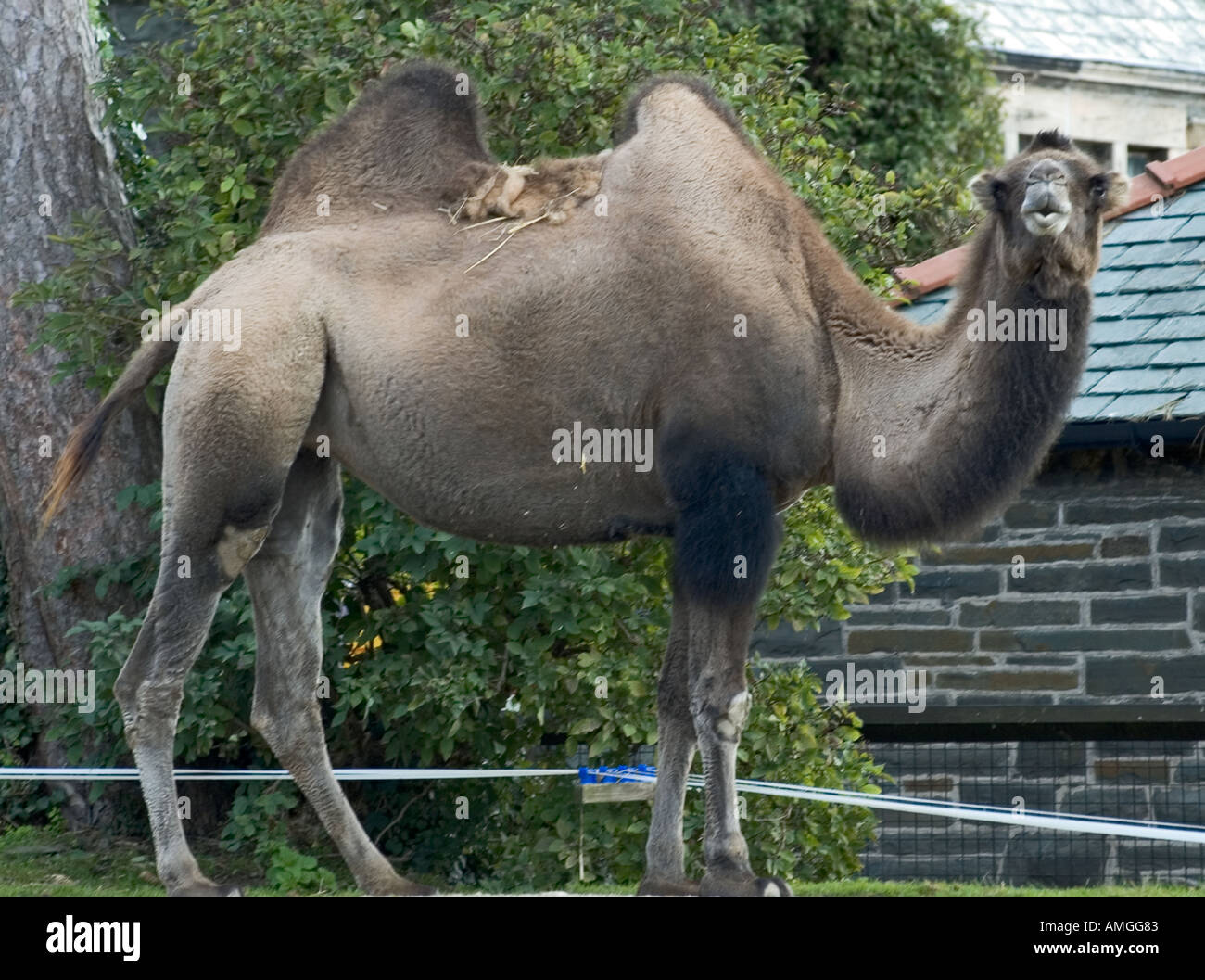 Camel head wales hi-res stock photography and images - Alamy