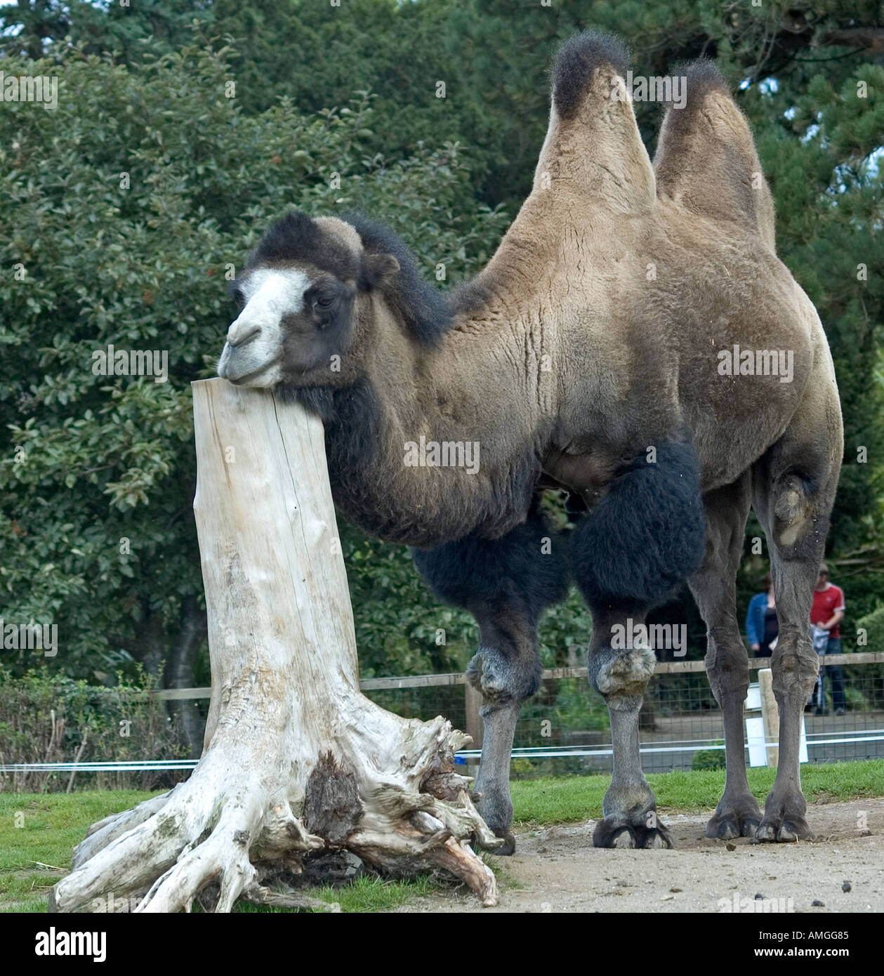 Shaggy camel hi-res stock photography and images - Alamy