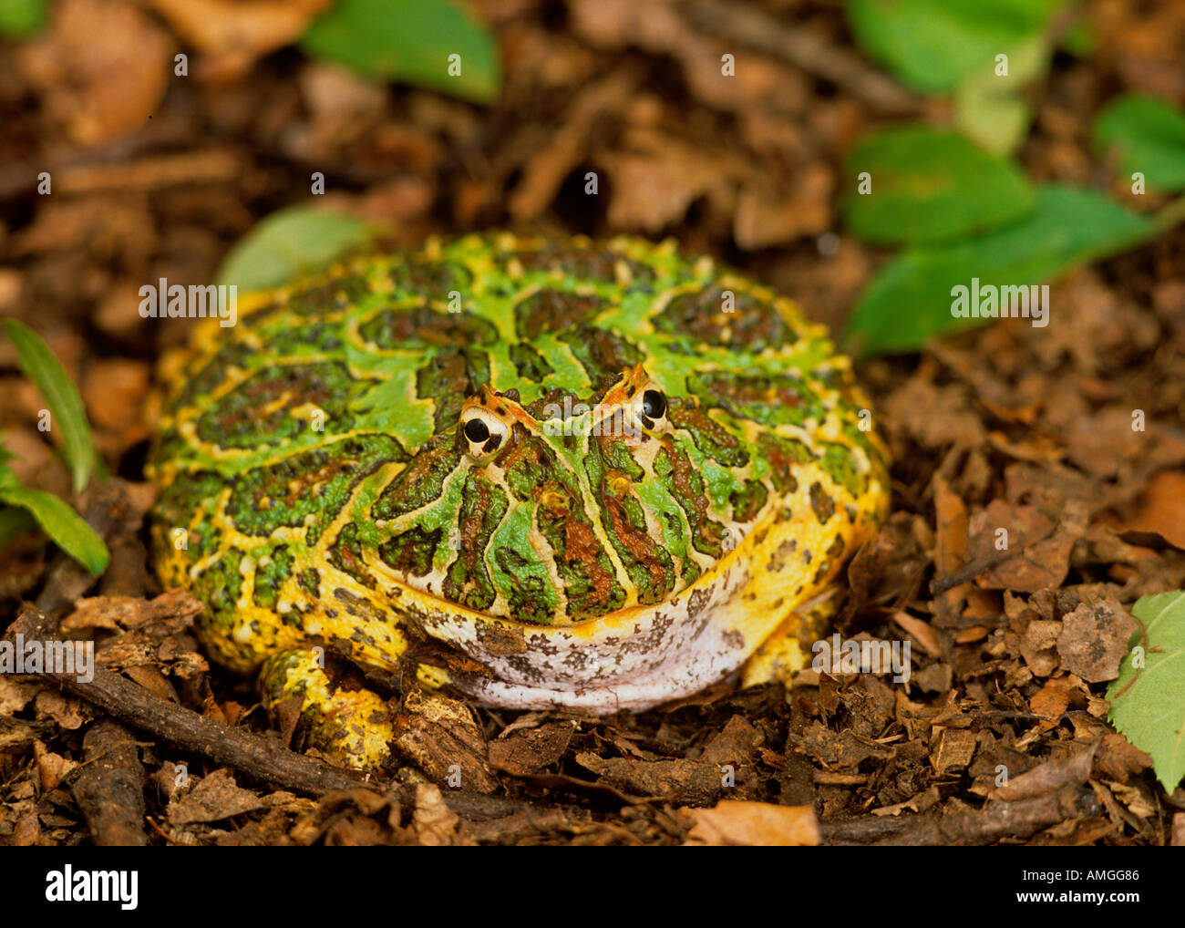 Argentine horned frog Ceratophrys ornata Stock Photo - Alamy