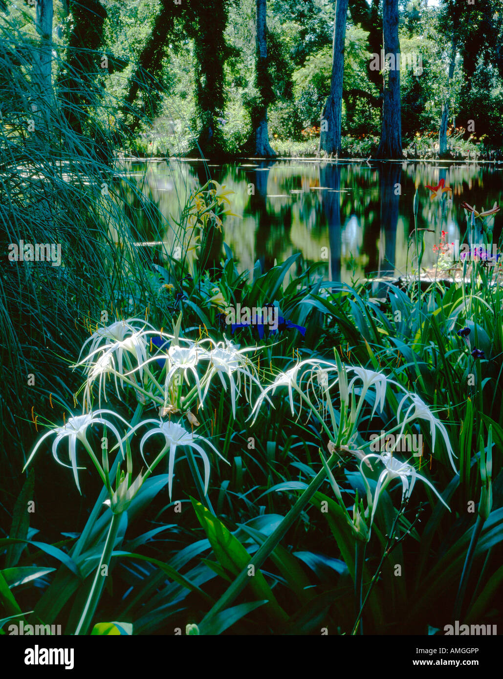 Magnolia plantation and gardens hi-res stock photography and images - Alamy