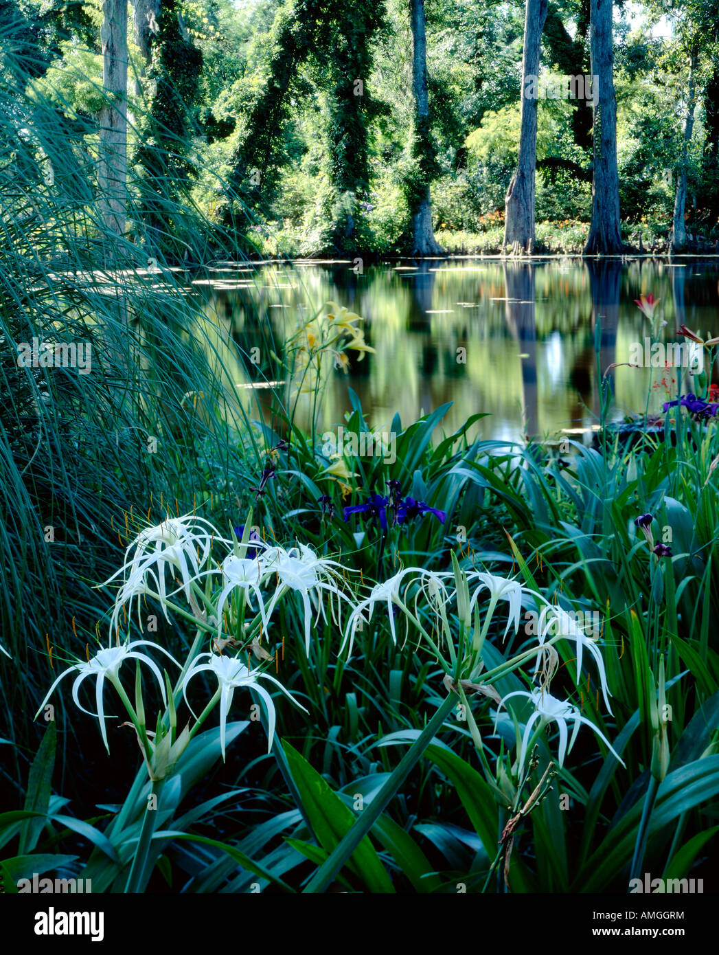 Magnolia plantation and gardens hi-res stock photography and images - Alamy