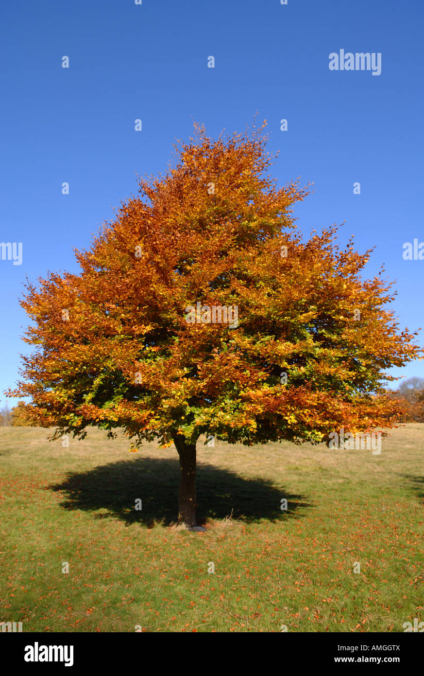 Beech Tree in Autumn Stock Photo - Alamy