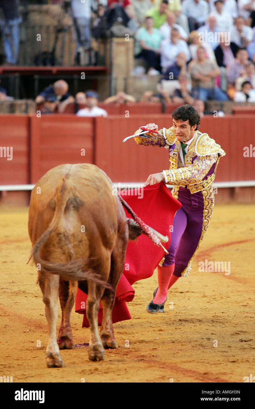 Bull Fighting Memes