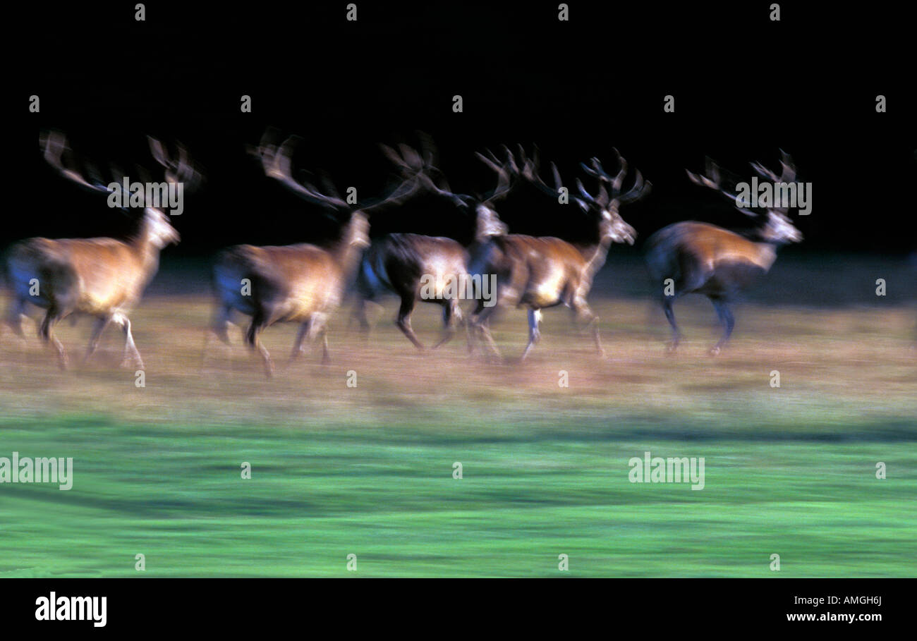 Cerf rouge Red Deer Cervus elaphus Artiodactyla Cerf e laphe Cervidae ...