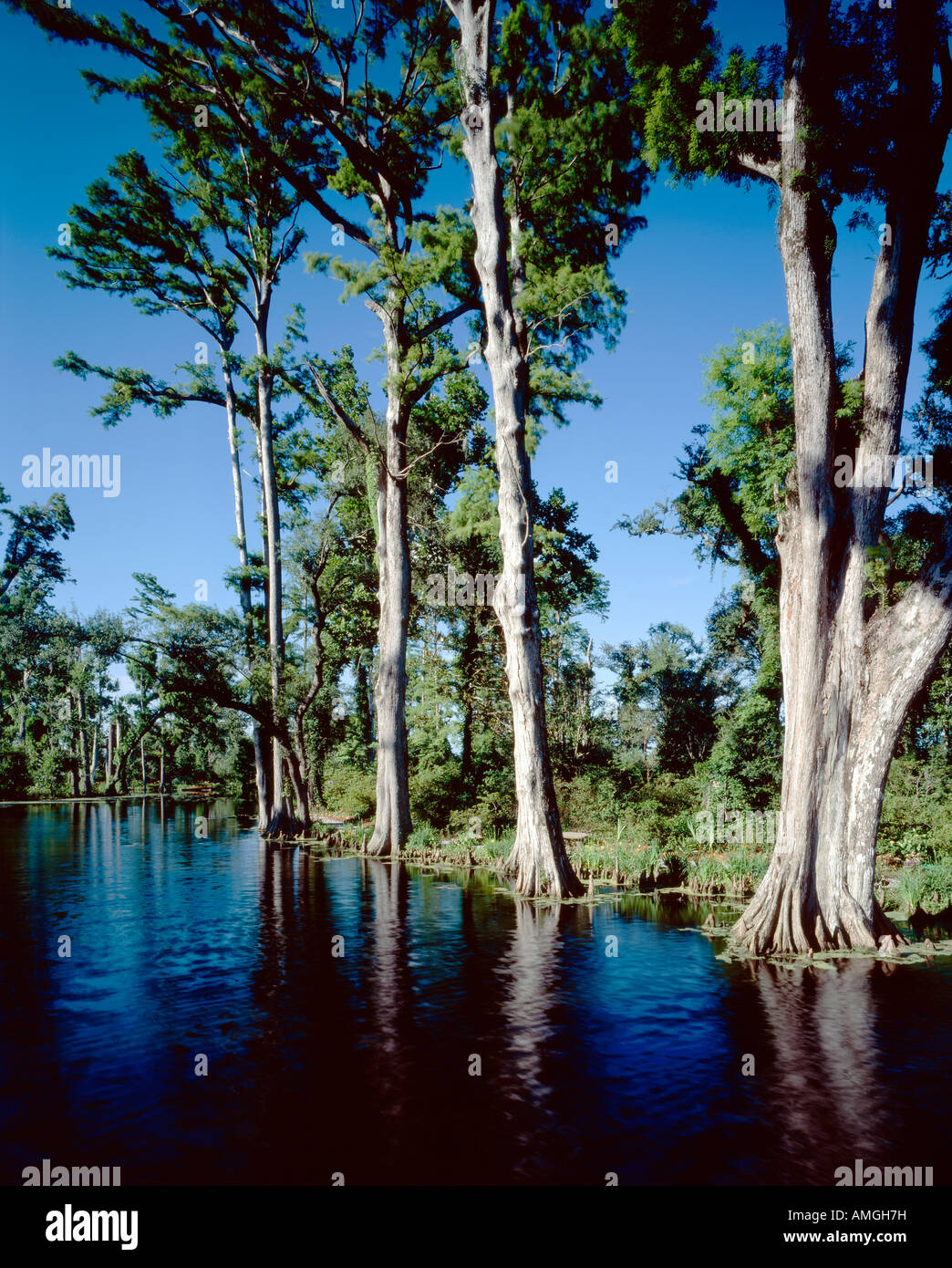 Swamp cypres trees hi-res stock photography and images - Alamy
