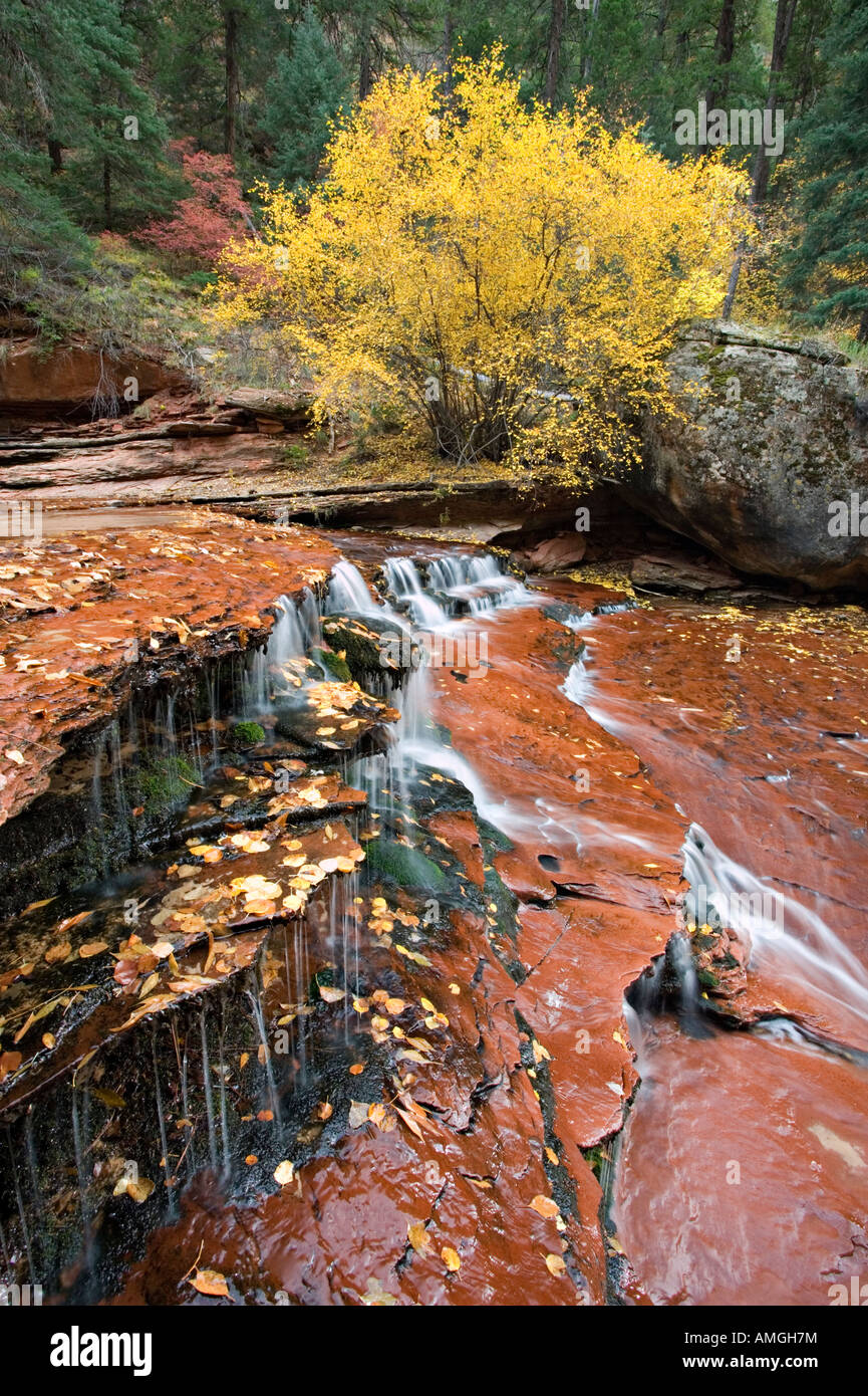 Fall colors in Zion national park Stock Photo - Alamy