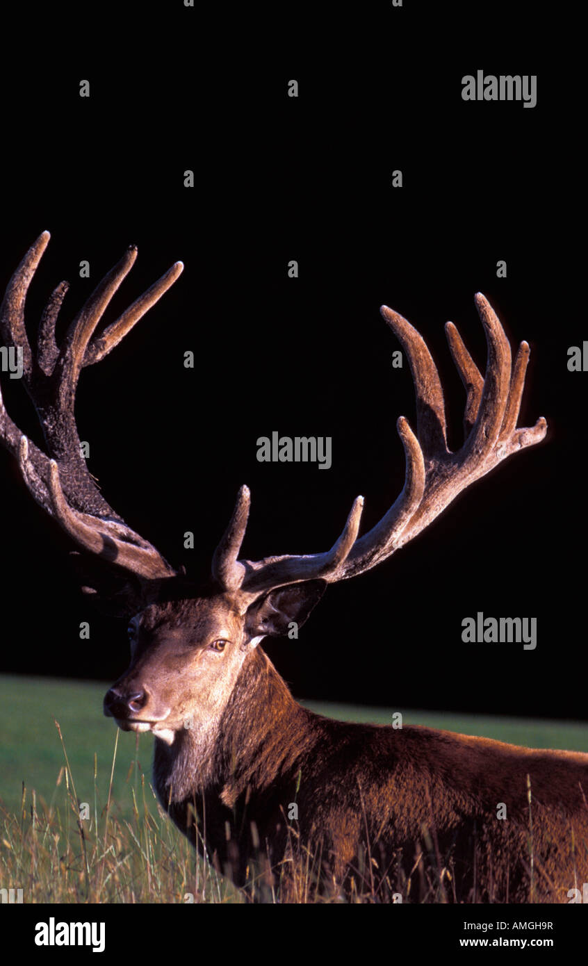 Cerf rouge Red Deer Cervus elaphus Artiodactyla Cerf e laphe Cervidae ...