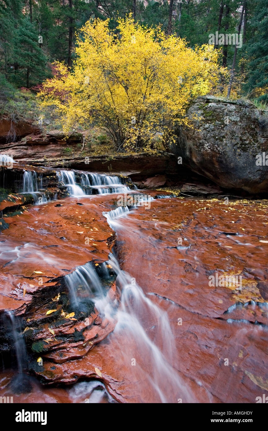 Fall colors in Zion national park Stock Photo - Alamy