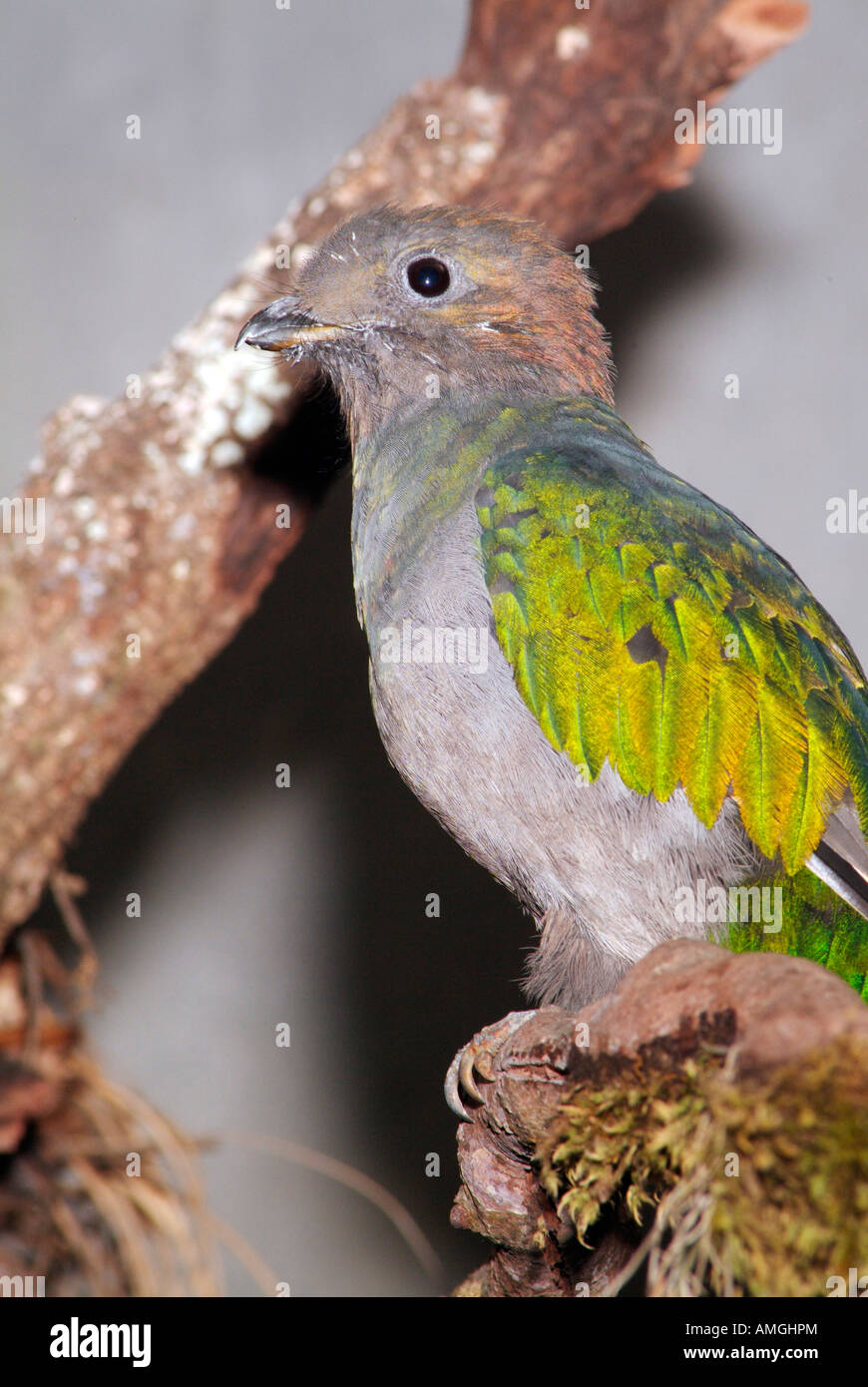 The Resplendent Quetzal inhabits high altitude cloud forests from ...