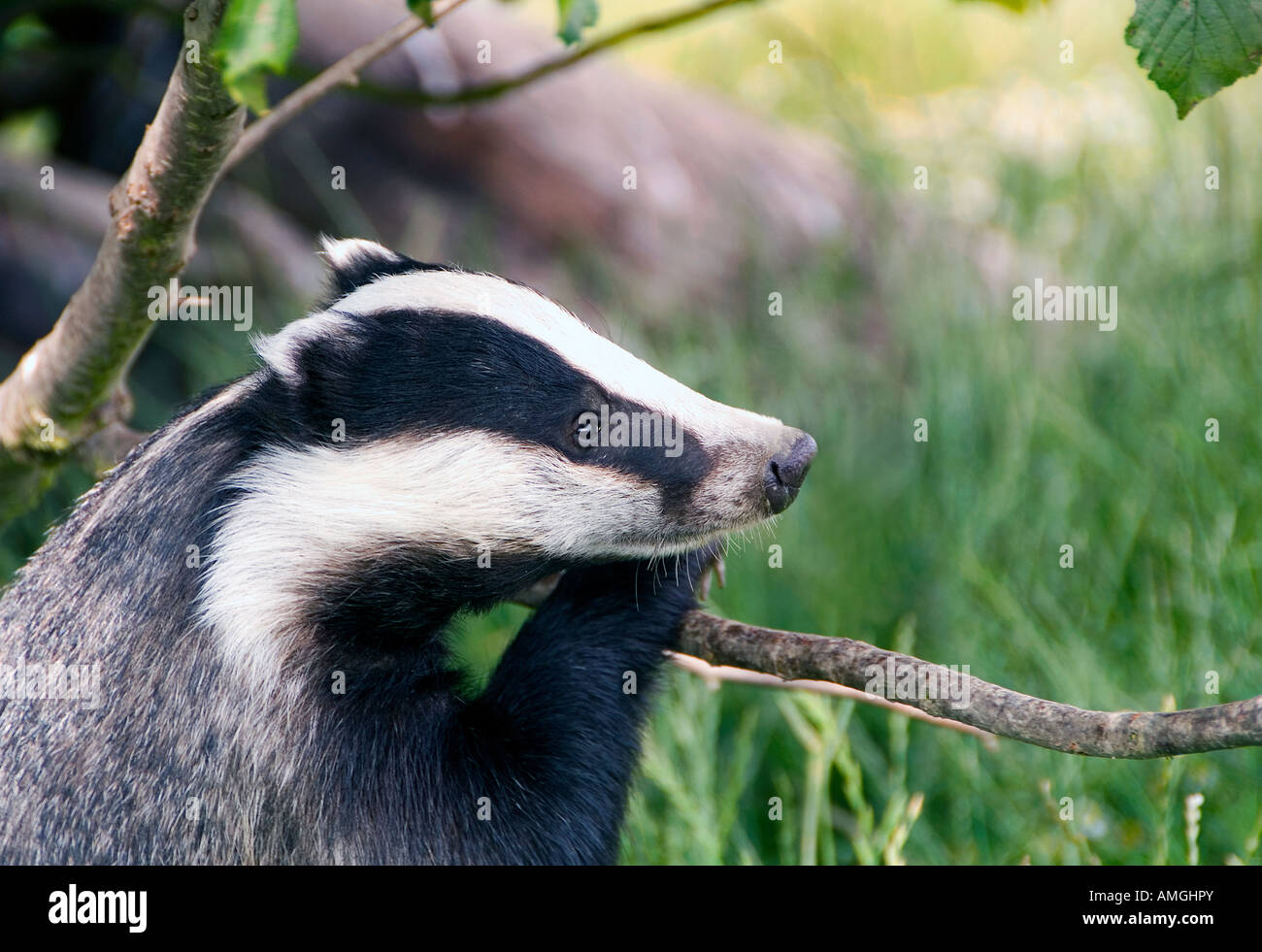 Badger Paw Stock Photos & Badger Paw Stock Images - Alamy