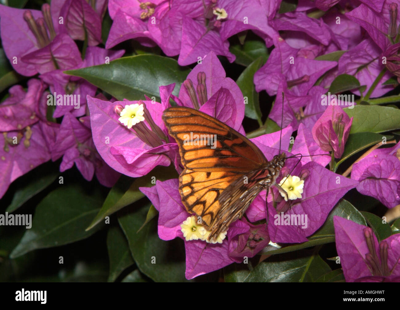 Mexican butterfly (species not known to photographer Stock Photo - Alamy