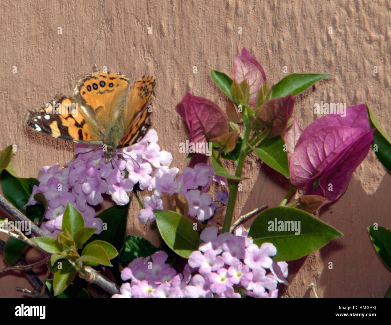 Mexican butterfly species hi-res stock photography and images - Alamy