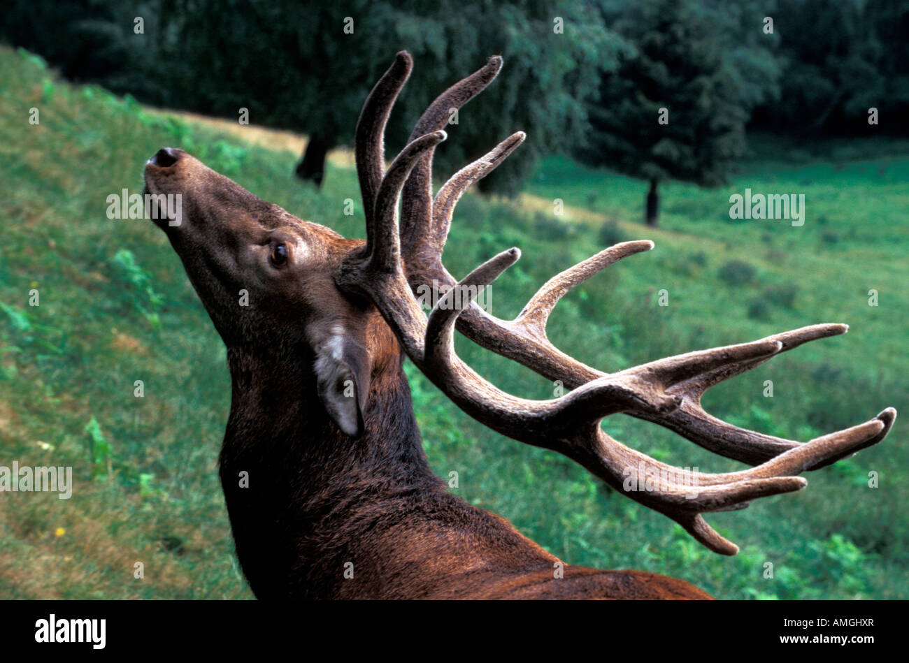 Cerf rouge Red Deer Cervus elaphus Artiodactyla Cerf e laphe Cervidae ...
