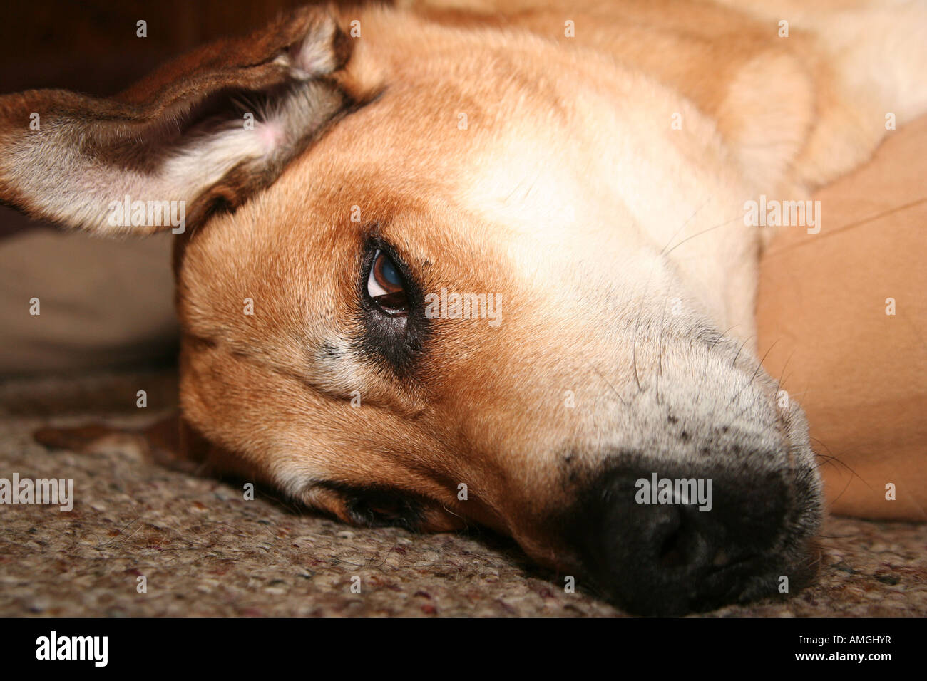 A sleepy dog Stock Photo - Alamy