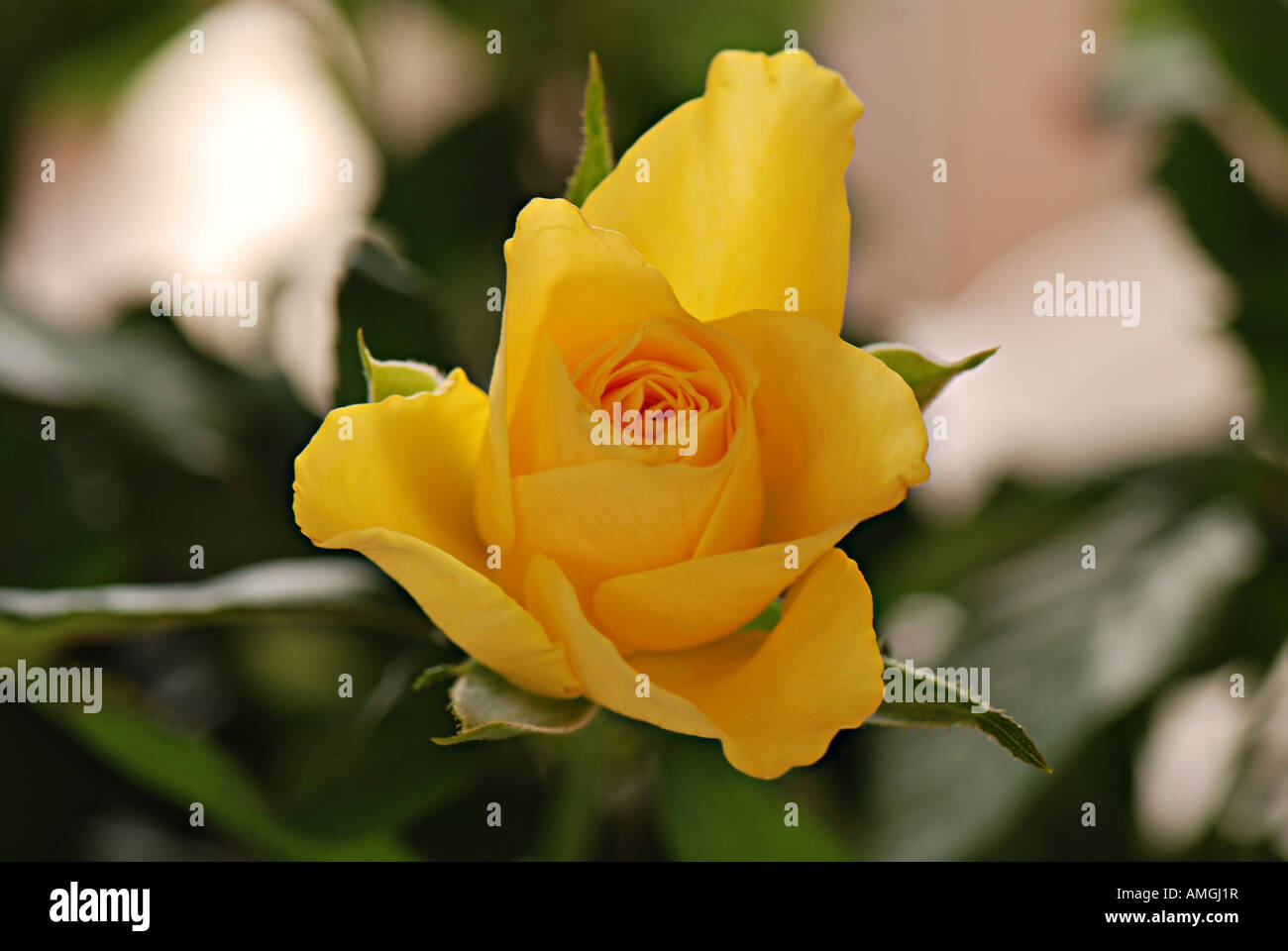 close up of a Yellow rose Stock Photo - Alamy