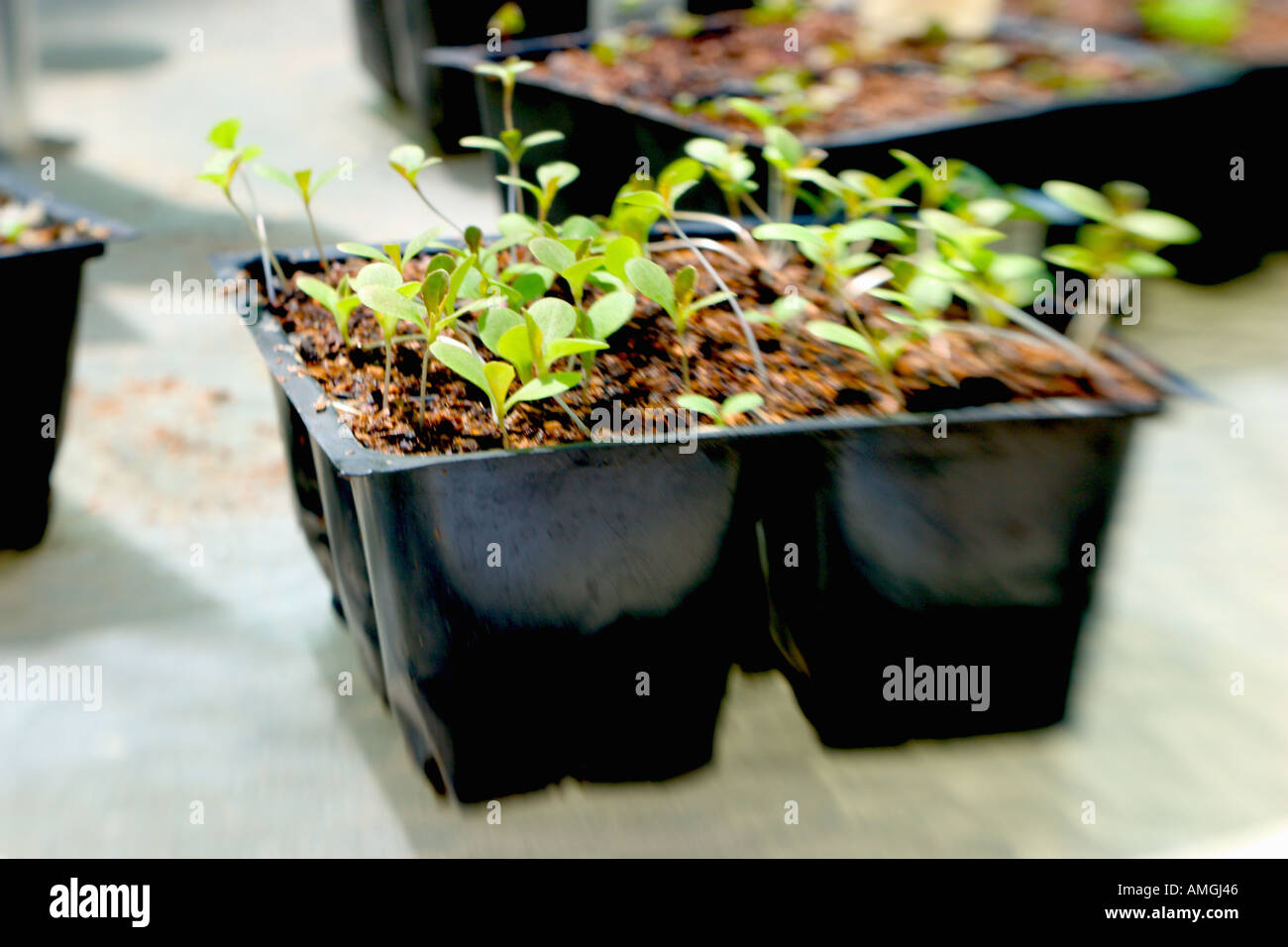 Six pack tray hi-res stock photography and images - Alamy