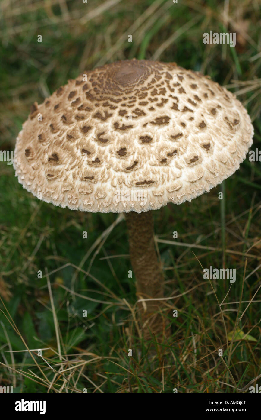 Ruffle Shape Mushroom