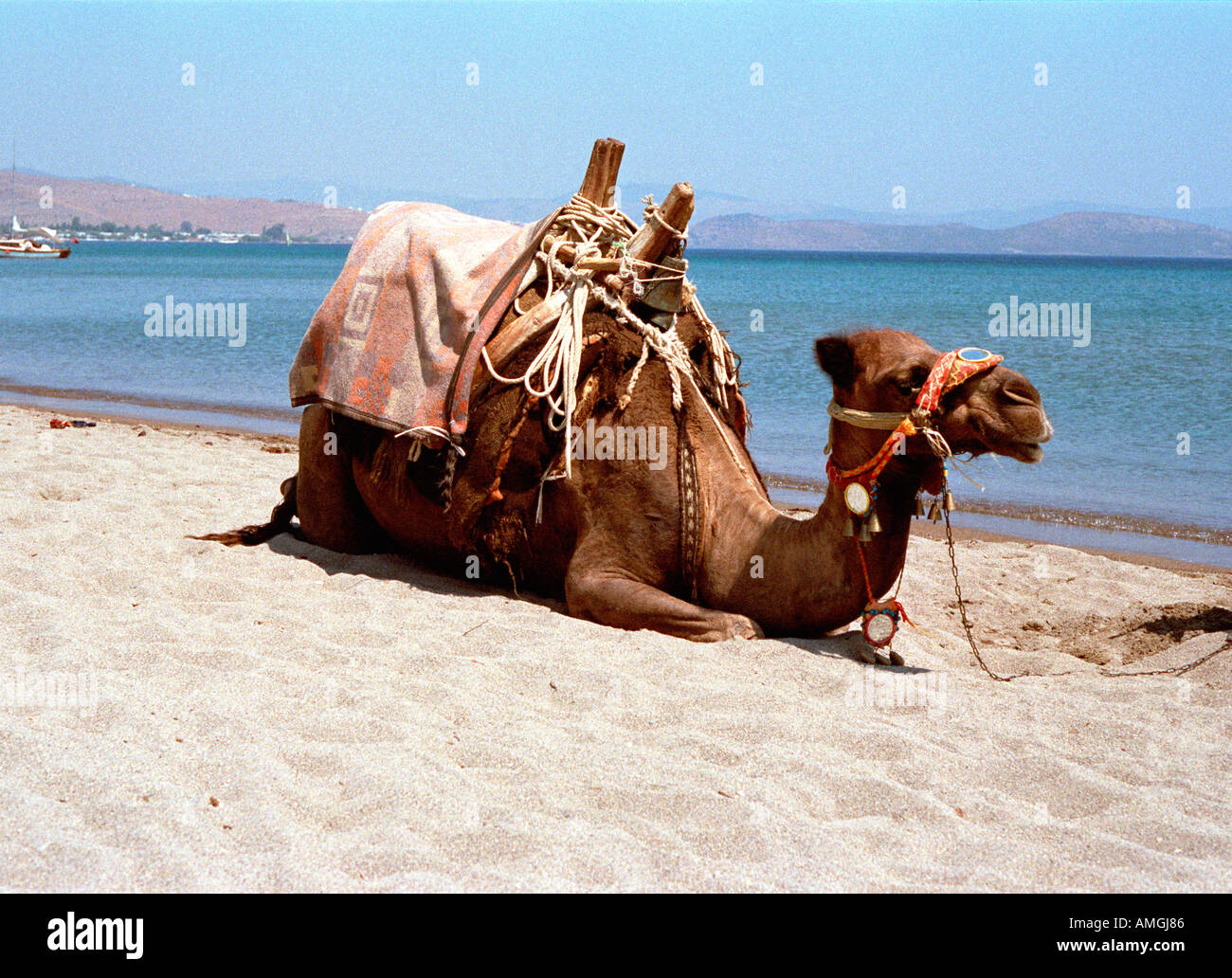 Camel on beach Bodrum Turkey Stock Photo - Alamy