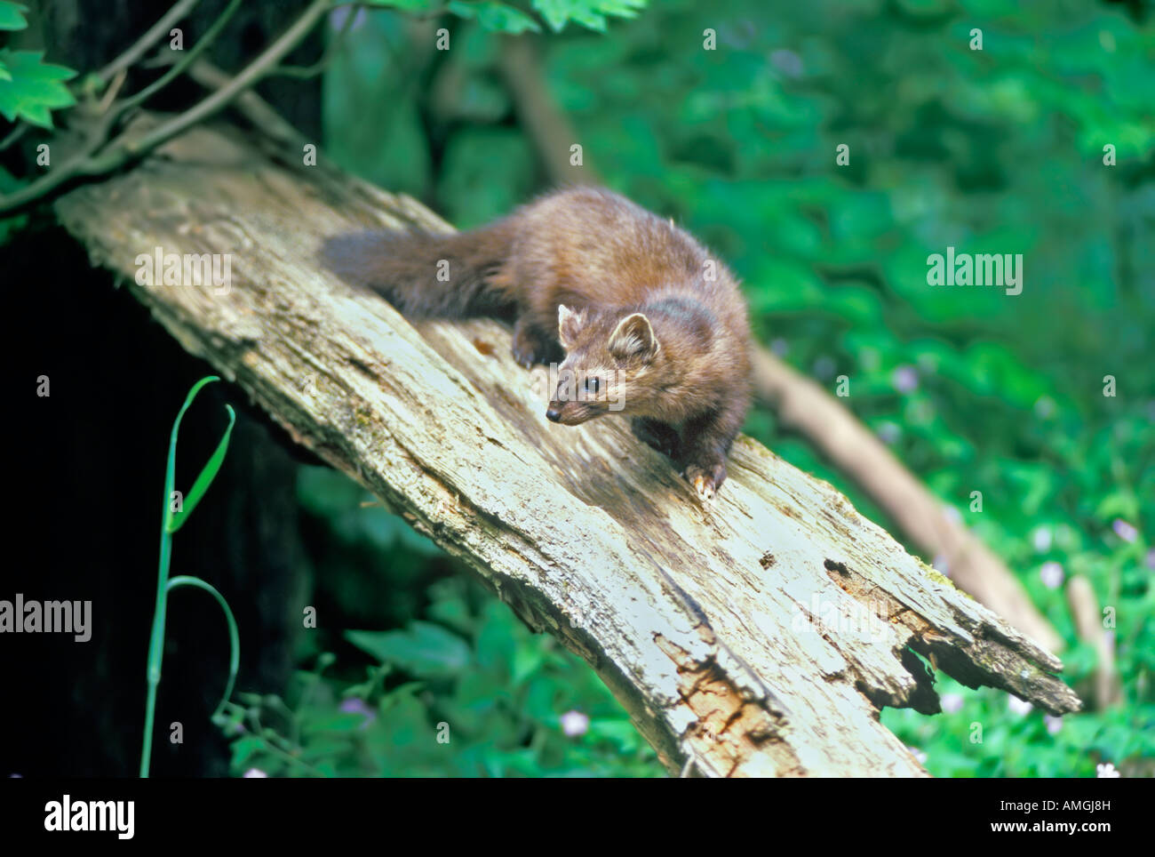 American Marten Martes americana Northwest Trek Eatonville Washington ...