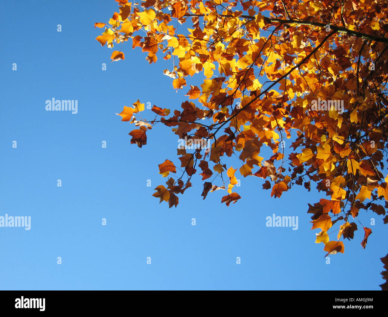 Tree detail with colourful golden brown leaves in autumn under blue ...