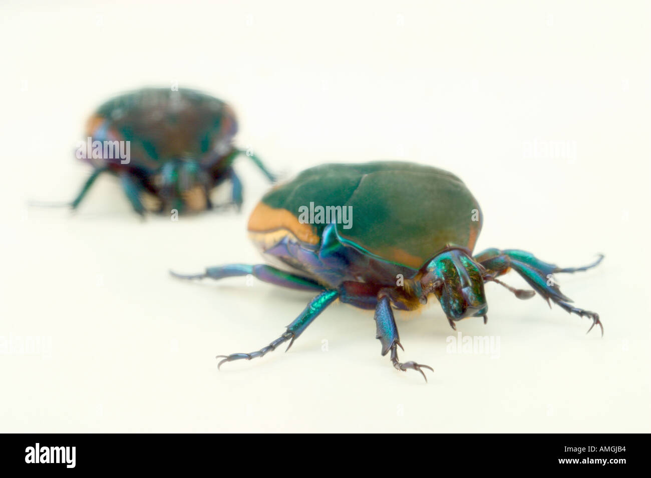 Two metallic green fig beetle Cotinus texana Stock Photo - Alamy
