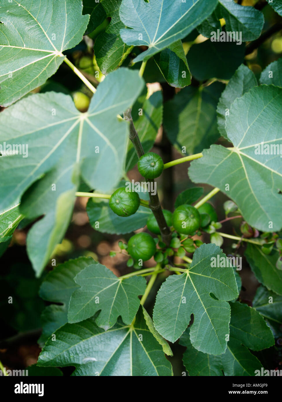 The fig hi-res stock photography and images - Alamy