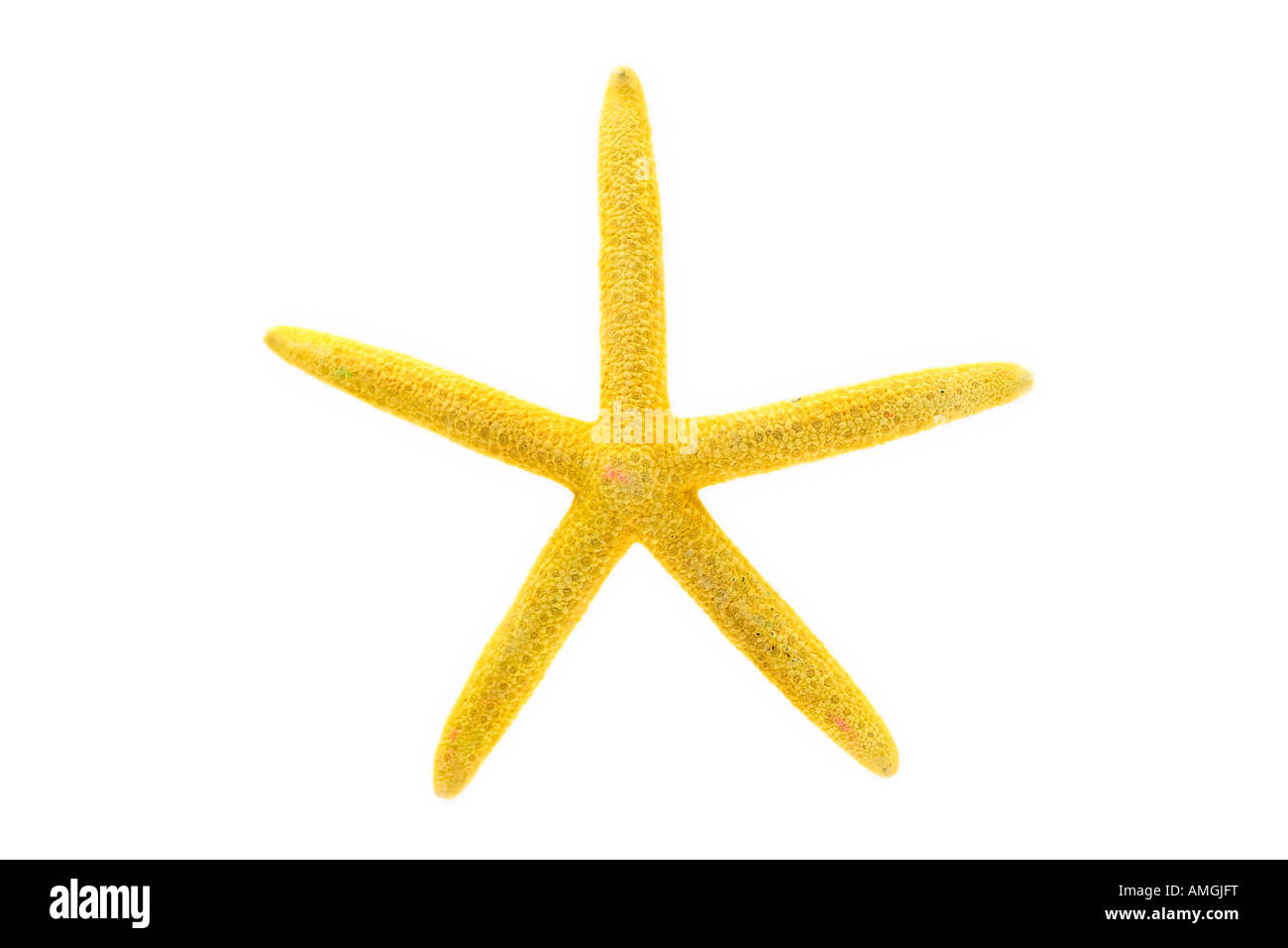 Yellow starfish against white background Stock Photo - Alamy
