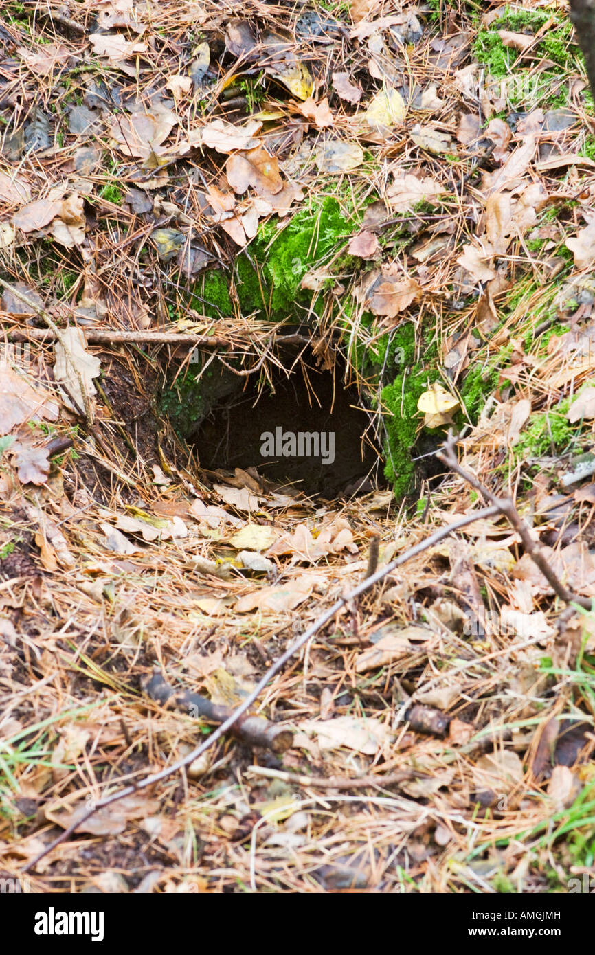 Badger sett hi-res stock photography and images - Alamy