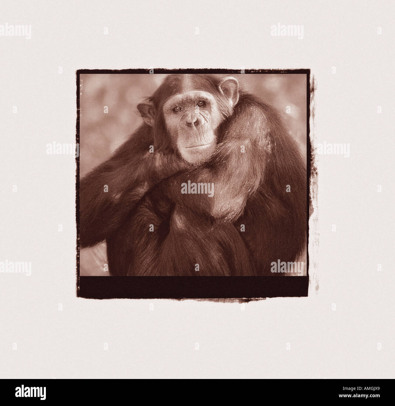 Chimp arms crossed hi-res stock photography and images - Alamy