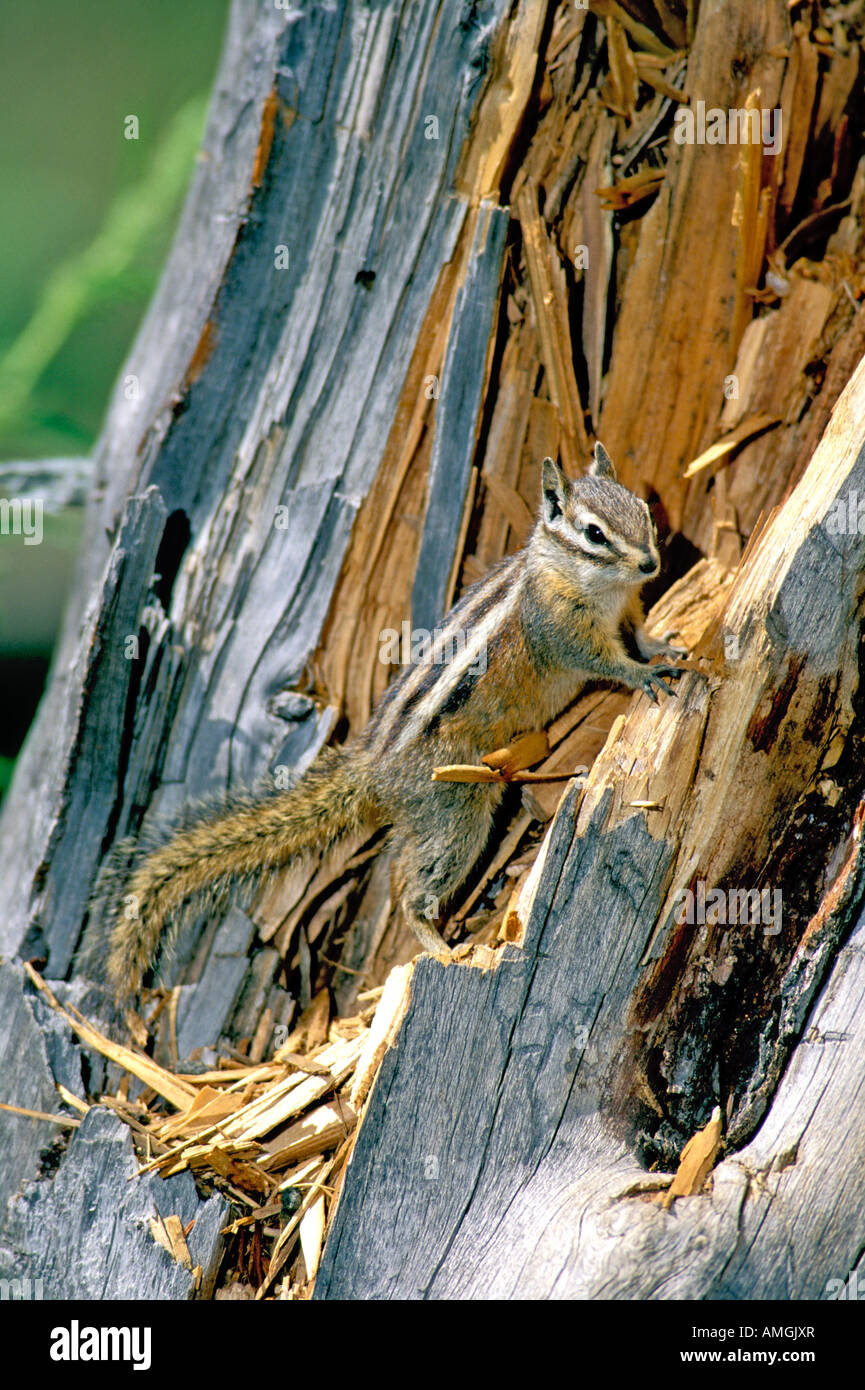 Gray collared chipmunk hi-res stock photography and images - Alamy