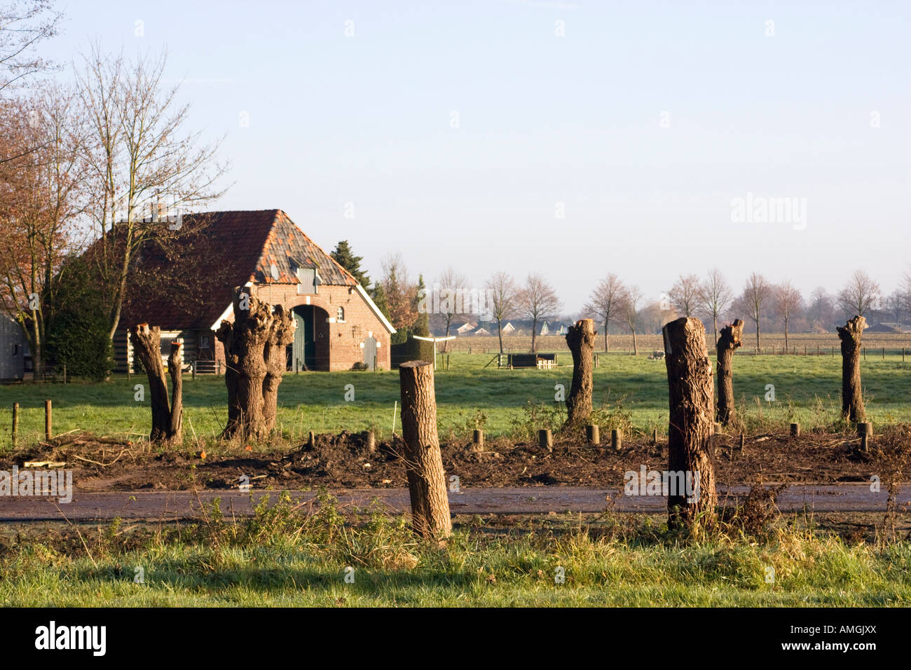Pollarded ash tree hi-res stock photography and images - Alamy