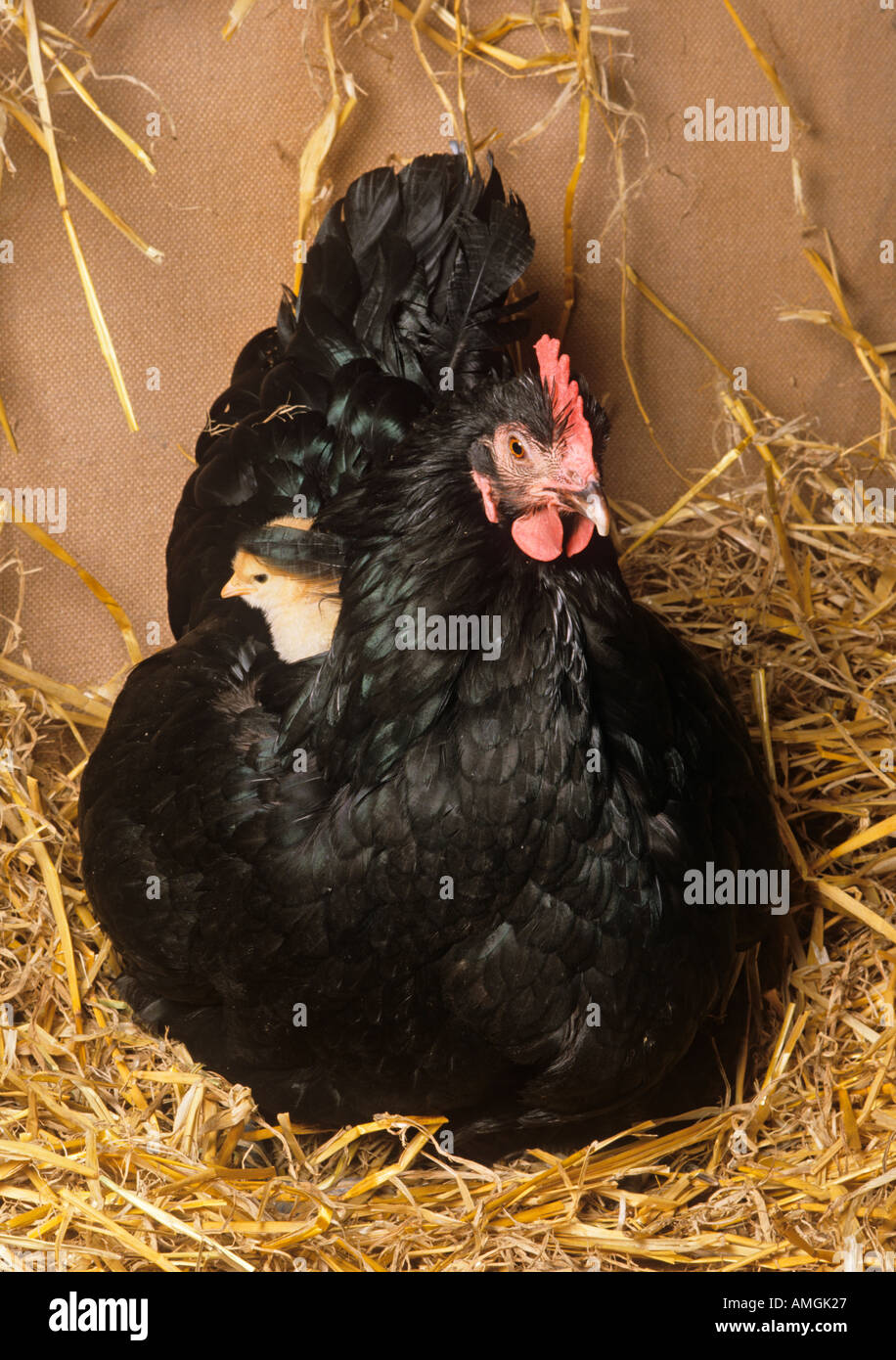 Mother black hen hi-res stock photography and images - Alamy