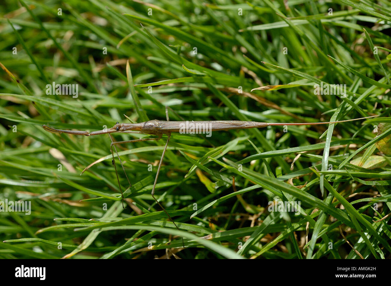 Water stick insect uk hi-res stock photography and images - Alamy