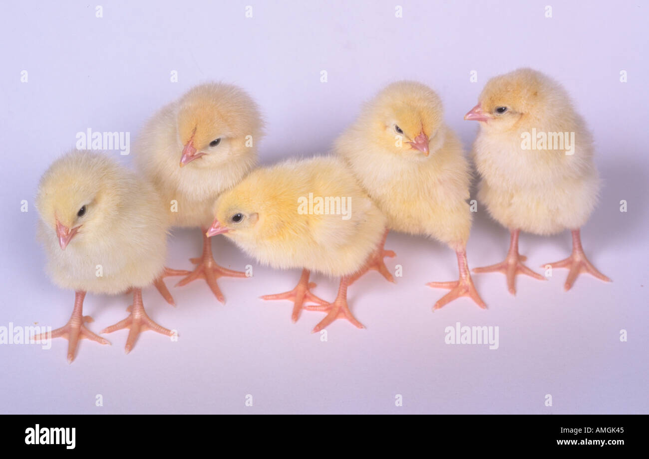 Day Old Chicks 5 in a Row on white background Stock Photo - Alamy