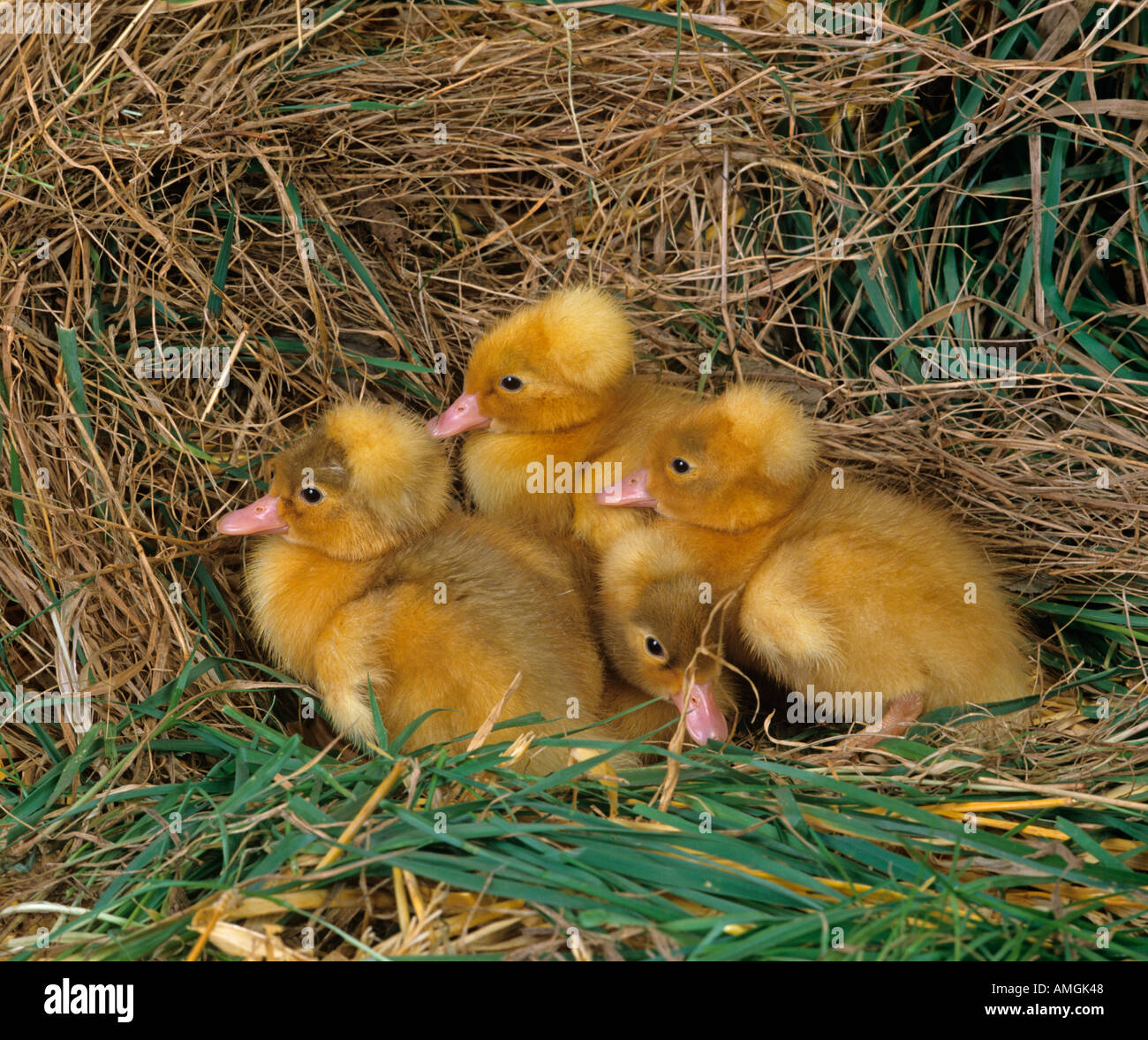 Day old ducklings hi-res stock photography and images - Alamy