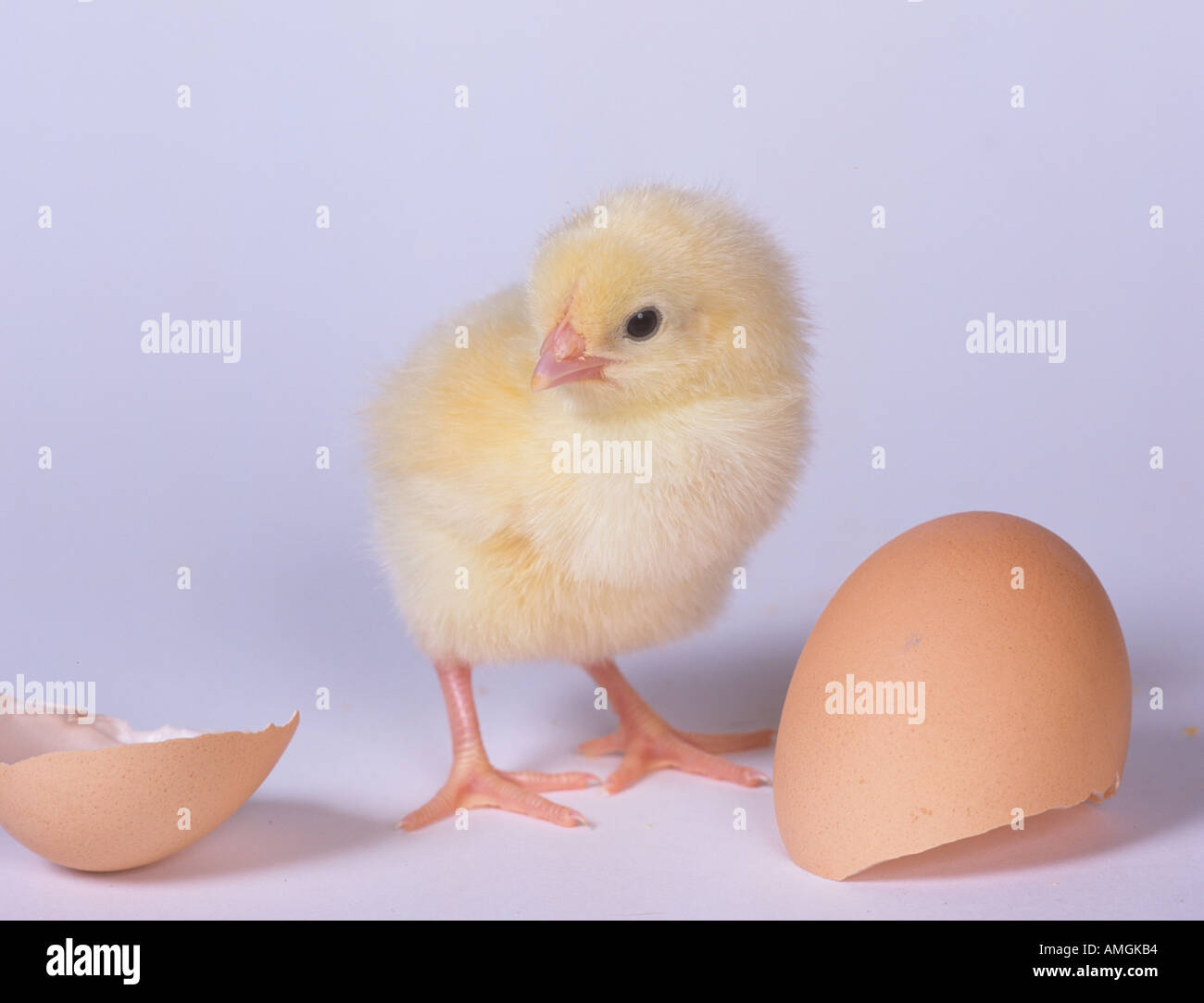 Baby chick egg shells hi-res stock photography and images - Alamy