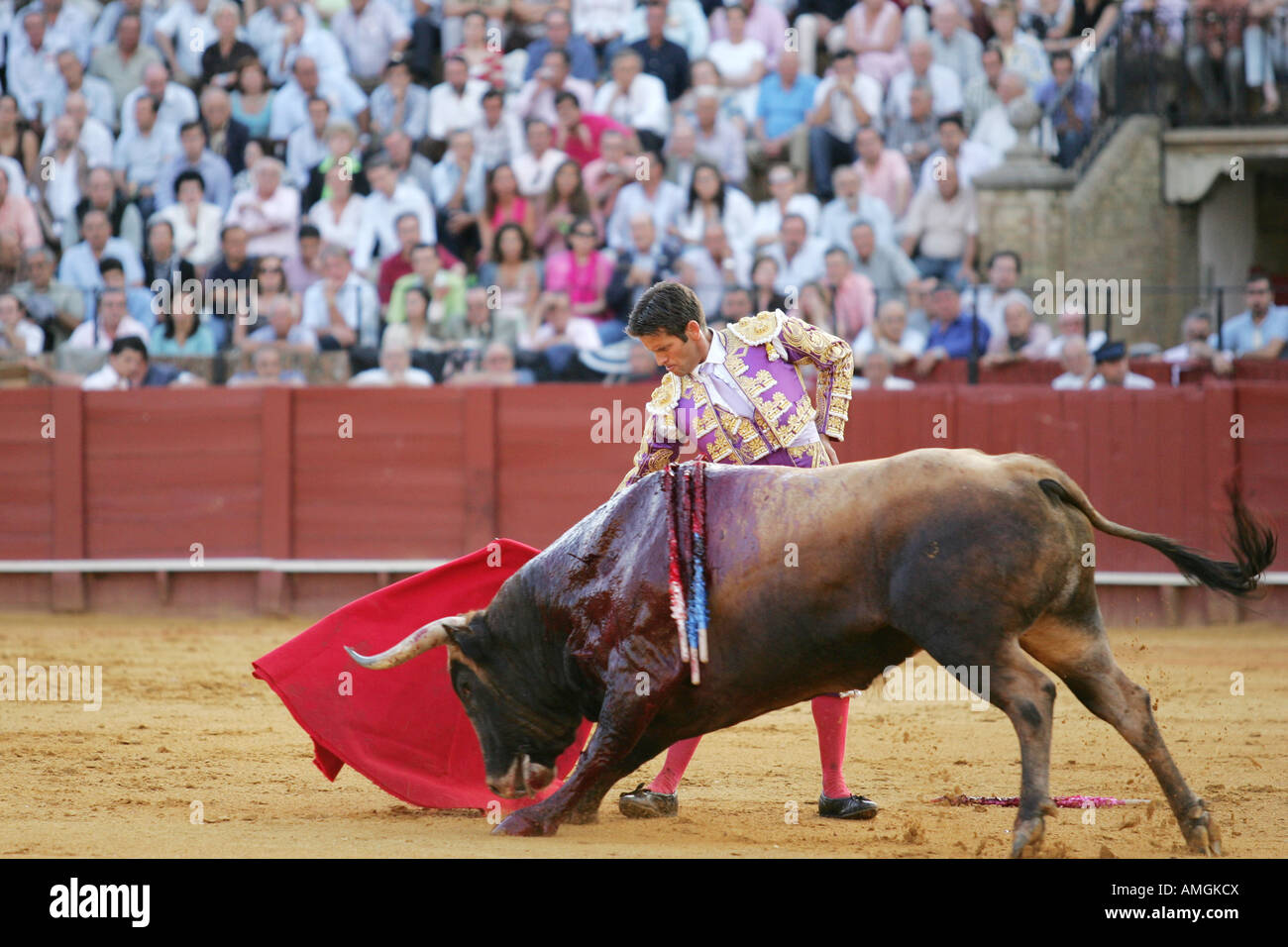 Bleeding the bull hi-res stock photography and images - Alamy