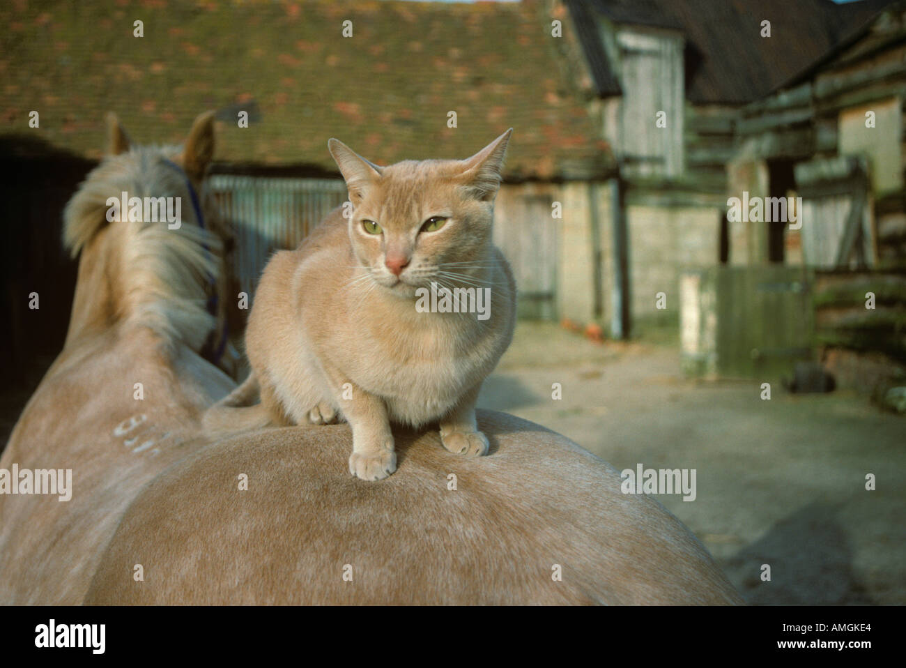 Stable Cat on Horses Back Stock Photo - Alamy