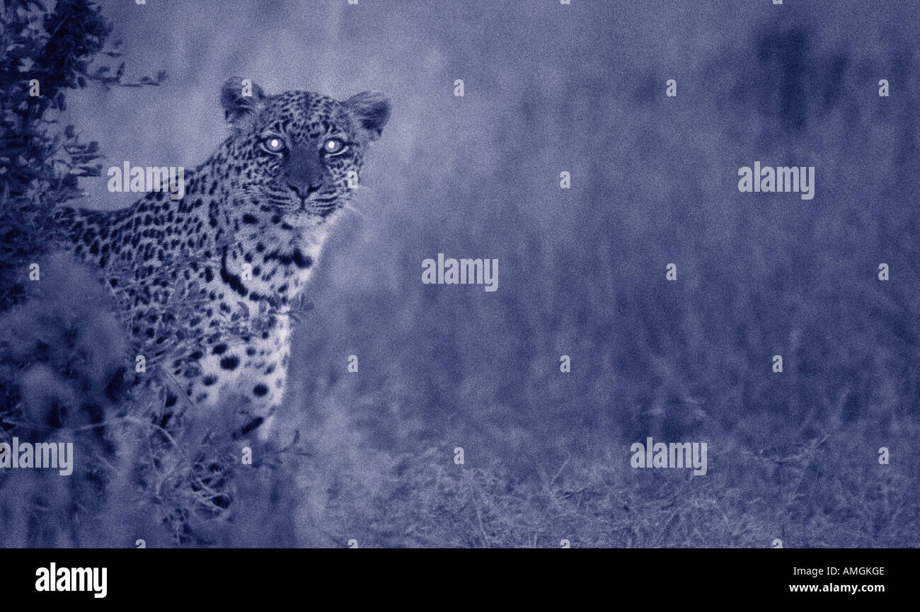 African wildcat at night hi-res stock photography and images - Alamy