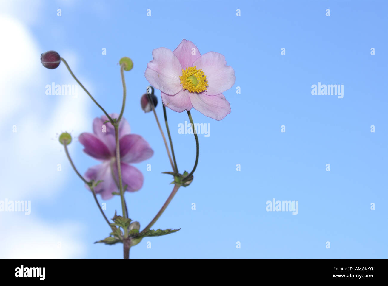 lilac anemone flower against blue skies Stock Photo - Alamy