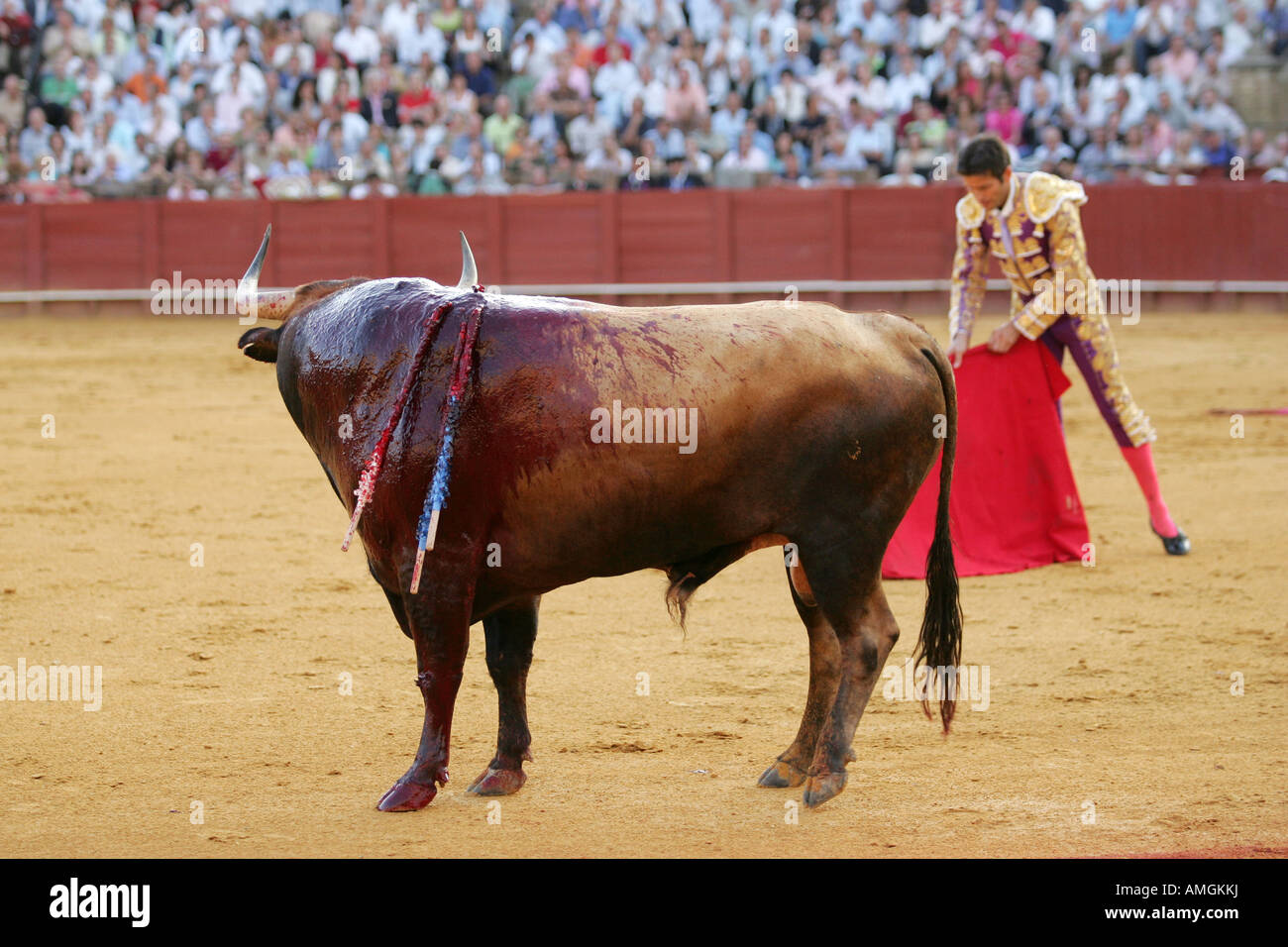Bleeding the bull hi-res stock photography and images - Alamy