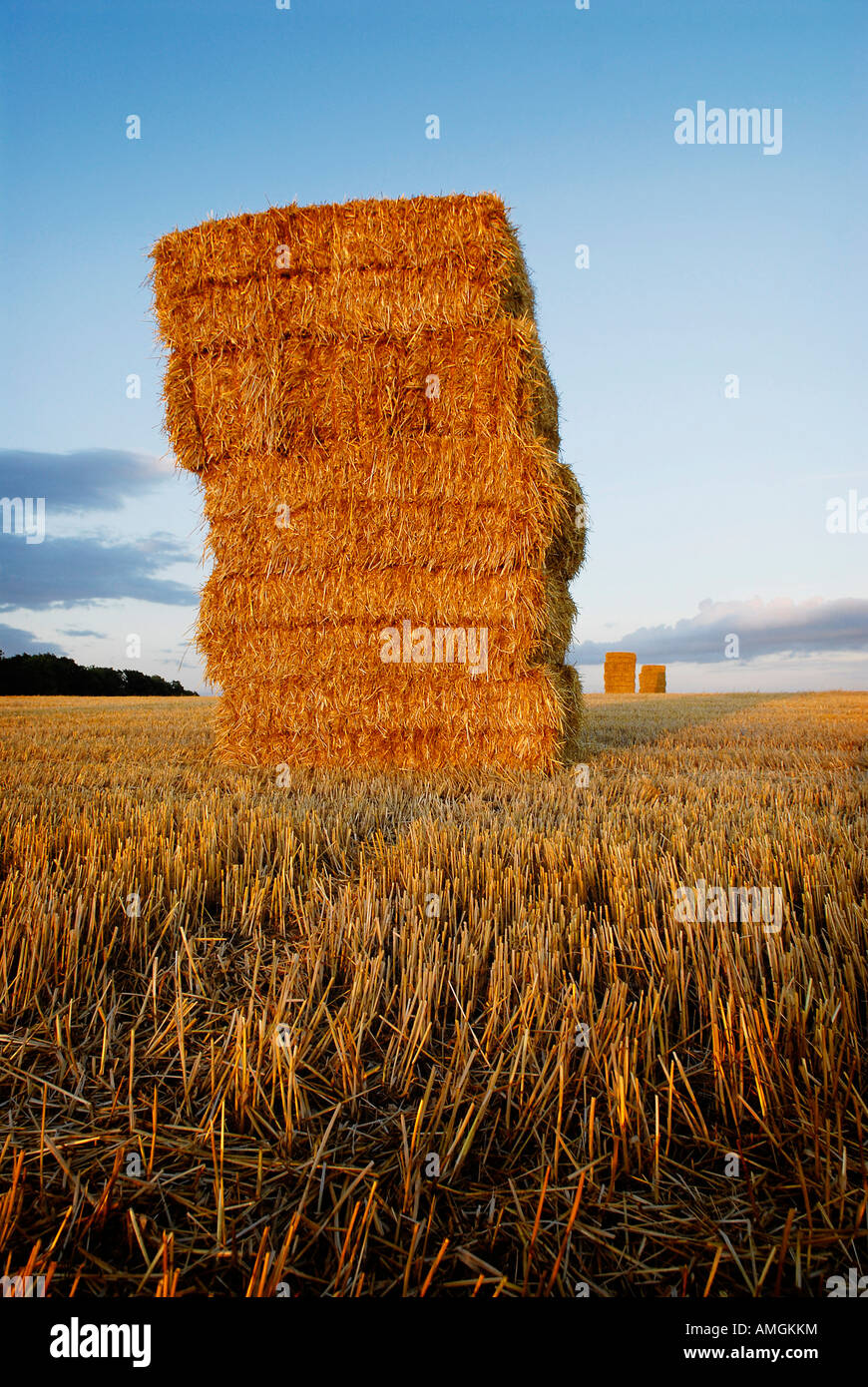 pic martin phelps 16 08 07 harvest pictures Stock Photo - Alamy