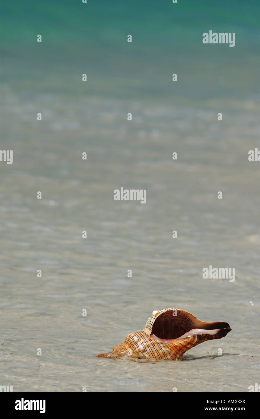 Colorful Seashell in Water on a Tropical Beach Stock Photo - Alamy