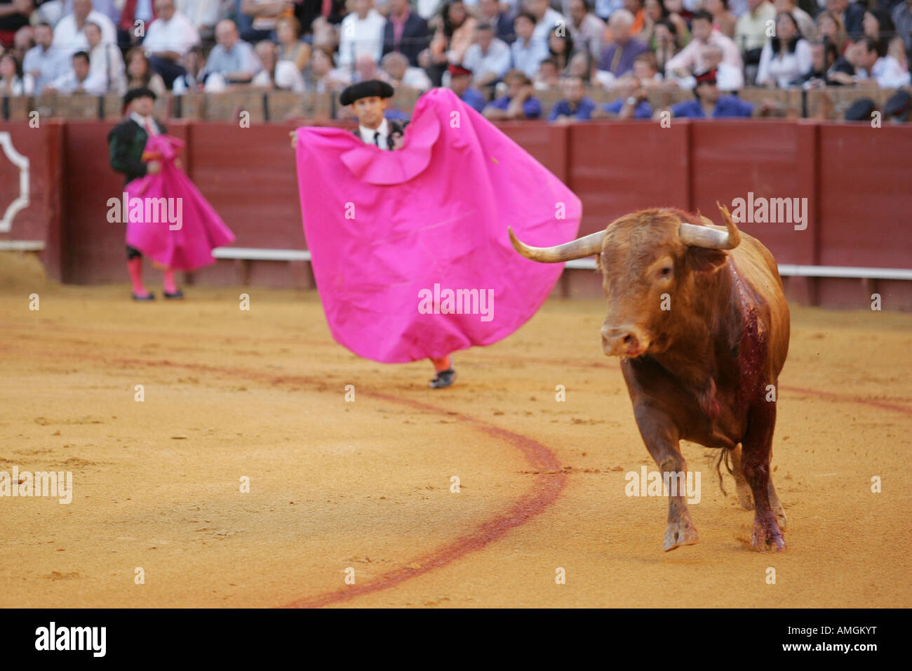 Real bull charging hi-res stock photography and images - Alamy